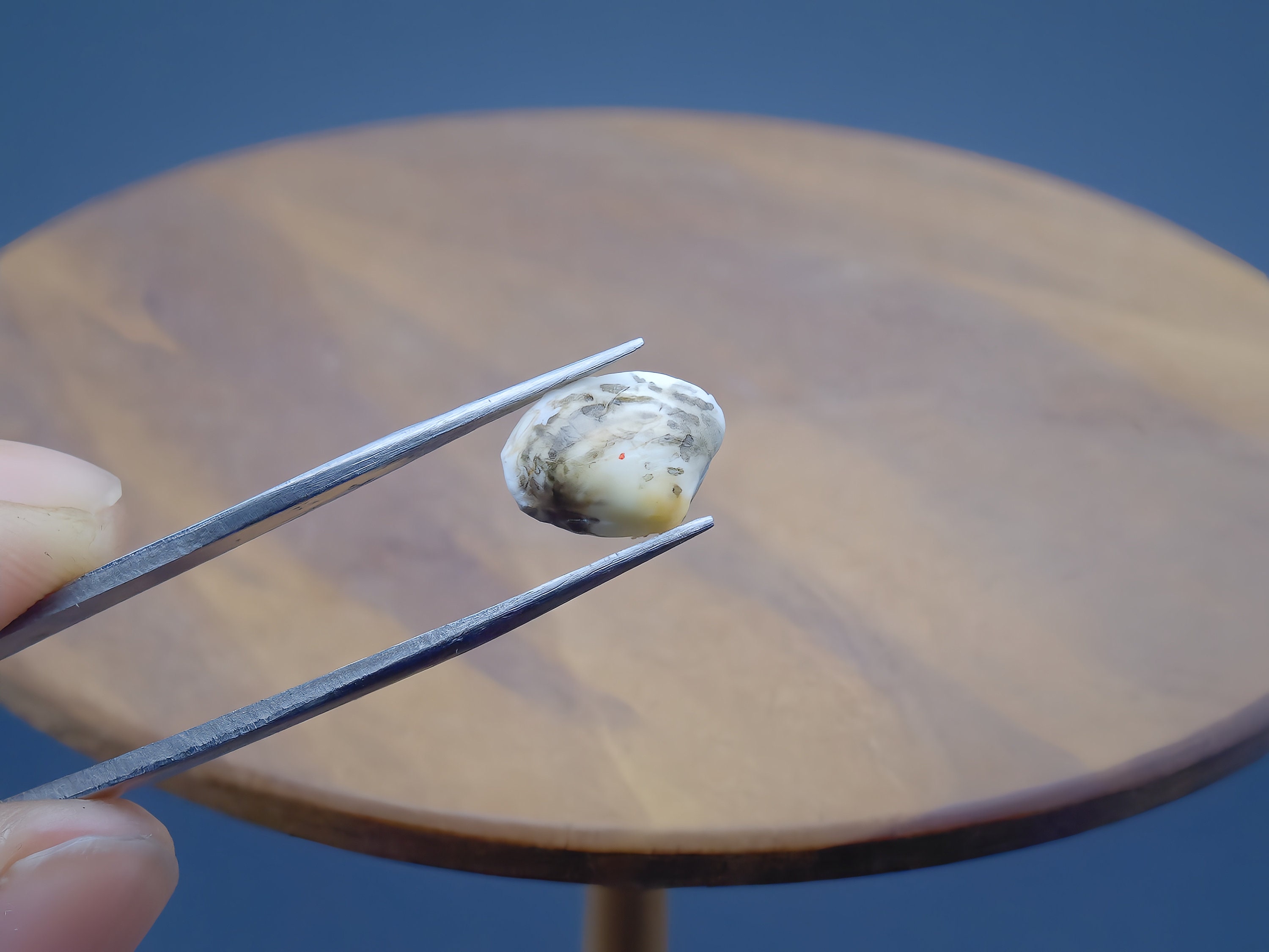 1/12 Scale Realistic Miniature Clam - Dollhouse Food | Fake Food ...