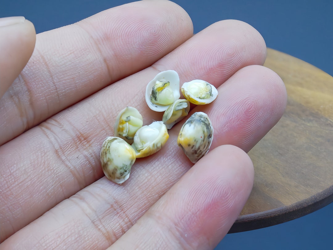 1/12 Scale Realistic Miniature Clam - Dollhouse Food | Fake Food ...