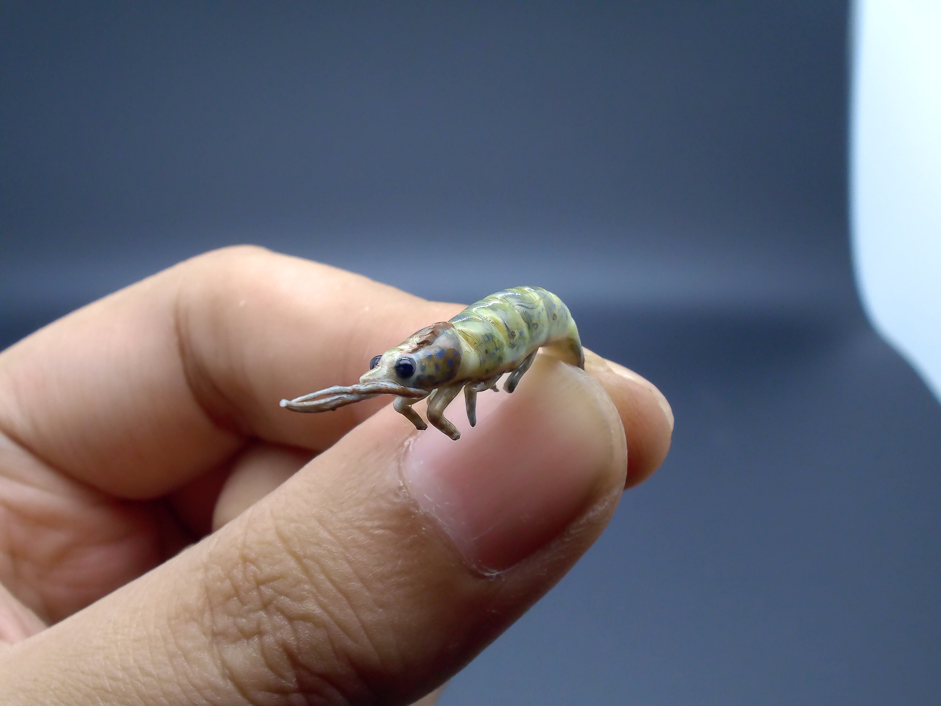 Miniature Resin Clay Shrimp - 1/12 Scale Dollhouse Food - Etsy