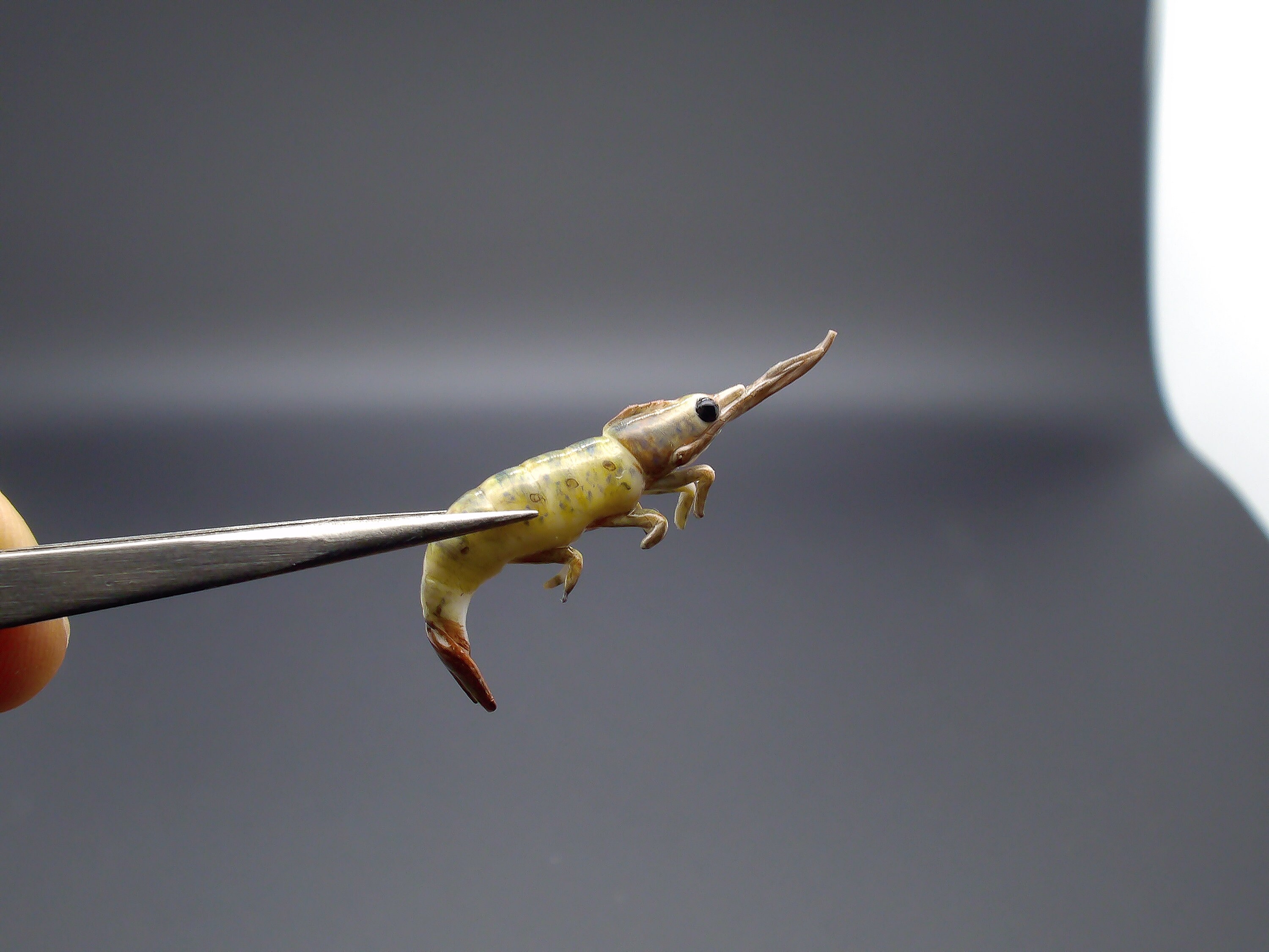 Miniature Resin Clay Shrimp - 1/12 Scale Dollhouse Food - Etsy
