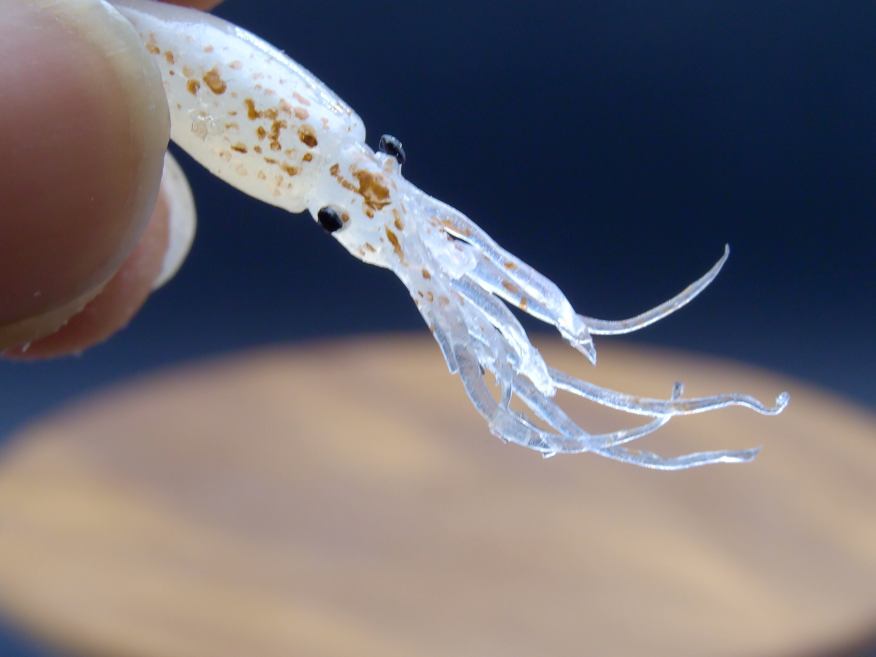 1:12 Scale Realistic Miniature Squid - Dollhouse Food | Fake Food ...