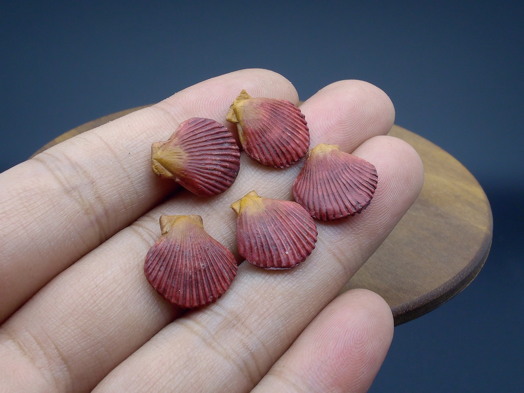 1/12 Scale Realistic Miniature Scallop - Dollhouse Food | Fake Food ...