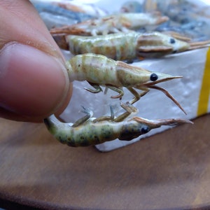 Miniature Resin Clay Shrimp - 1/12 Scale Dollhouse Food - Etsy