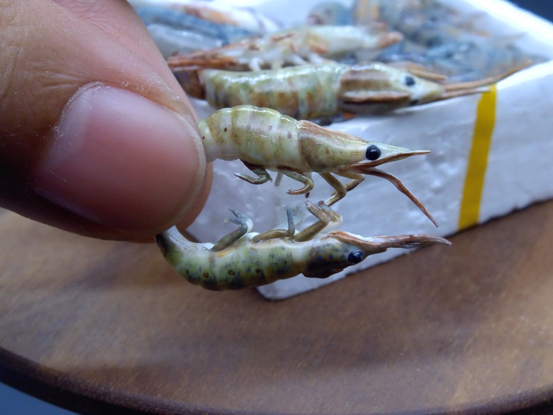 Miniature Resin Clay Shrimp - 1/12 Scale Dollhouse Food - Etsy