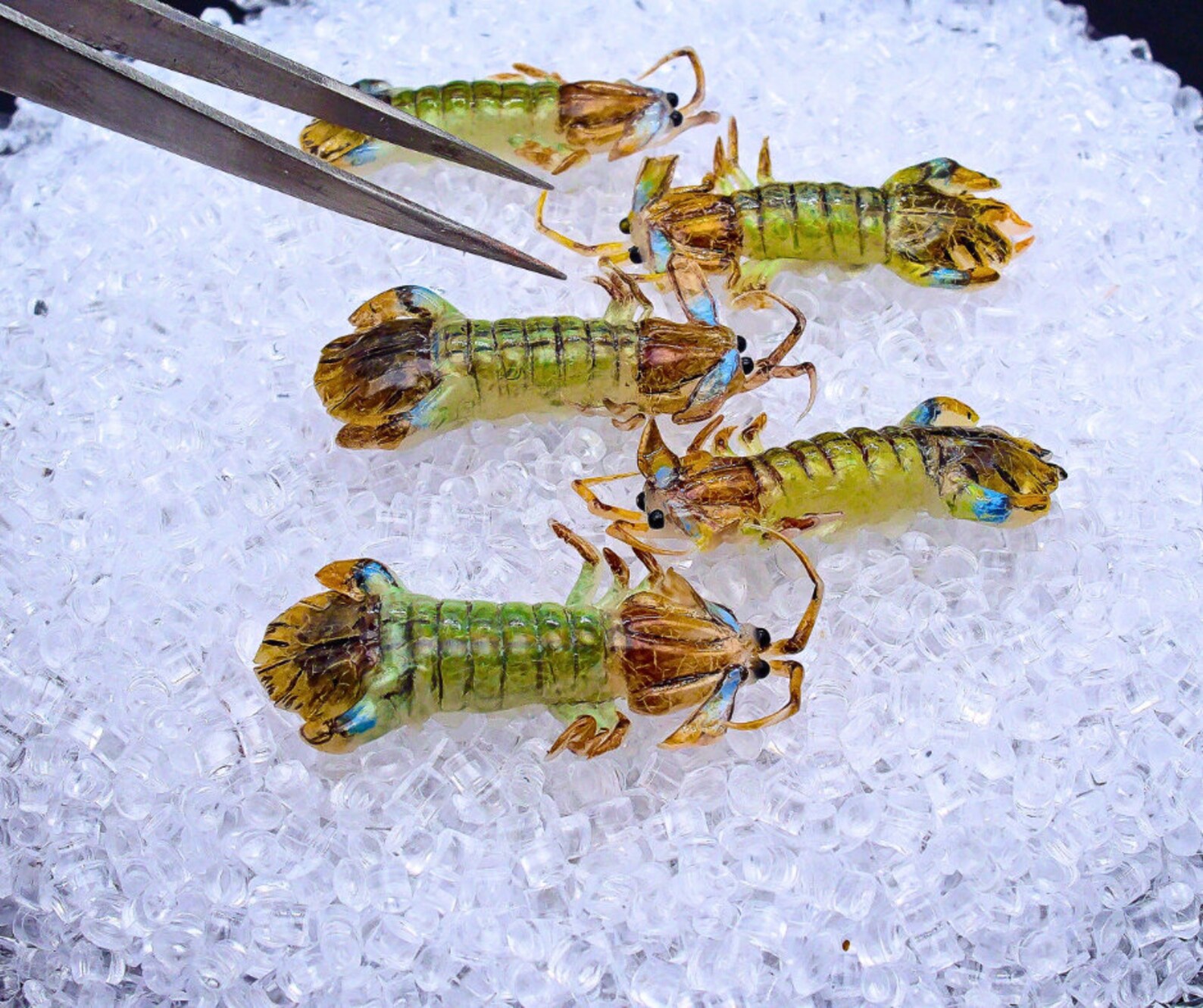 1/12 Scale Realistic Miniature Mantis Shrimp - Dollhouse Food | Fake ...