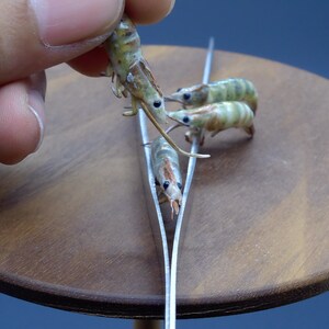 Miniature Resin Clay Shrimp - 1/12 Scale Dollhouse Food - Etsy