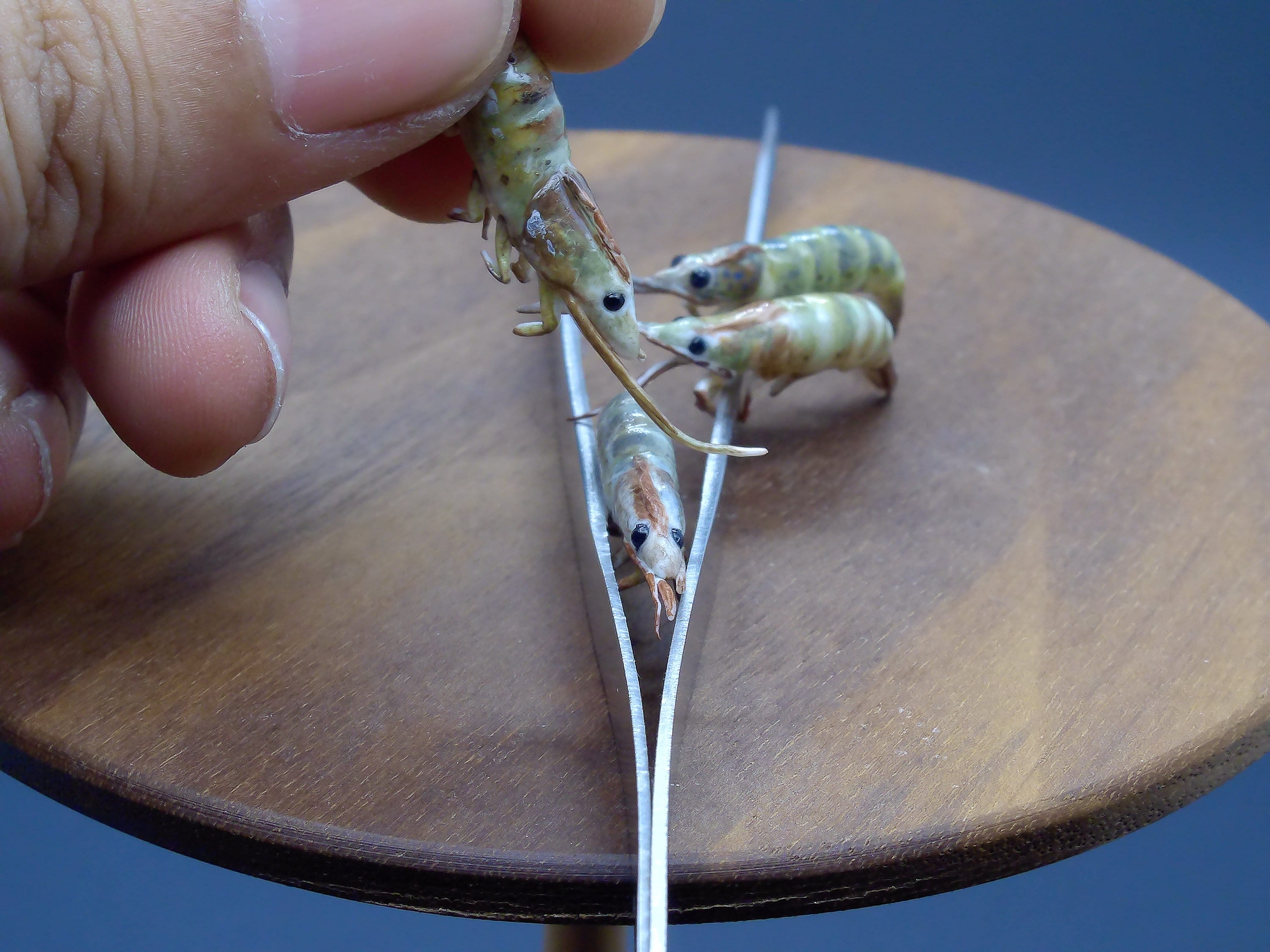 Miniature Resin Clay Shrimp - 1/12 Scale Dollhouse Food - Etsy