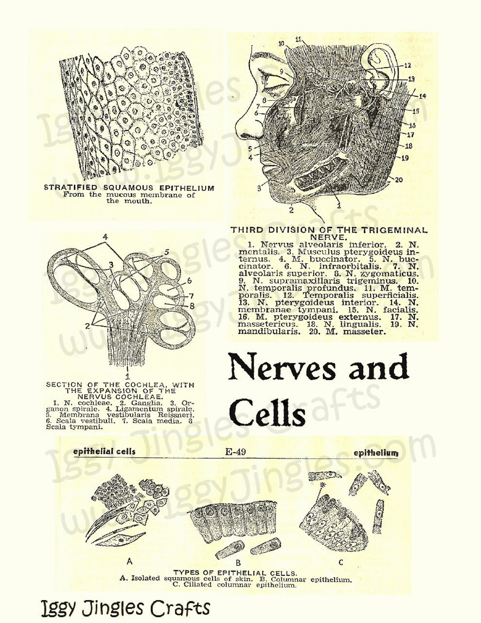 Vintage Image Cells and Nerves Collage Sheet Sepia Tone - Etsy