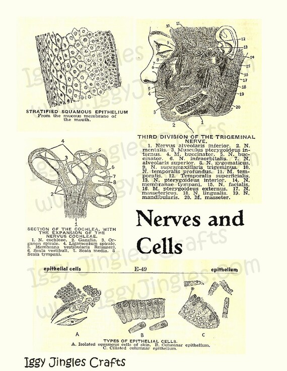 Vintage Image Cells and Nerves Collage Sheet Sepia Tone | Etsy