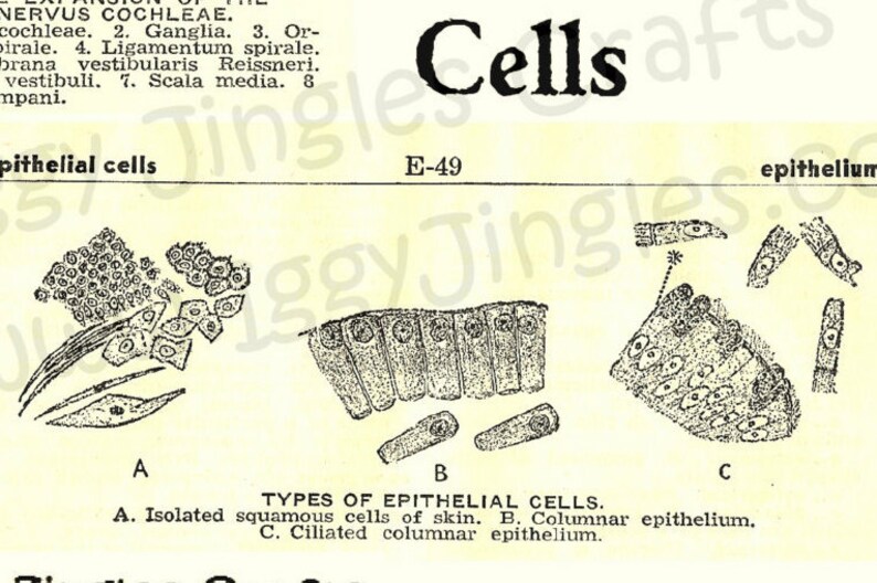 Vintage Image Cells and Nerves Collage Sheet Sepia Tone - Etsy