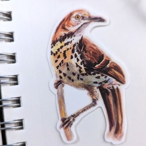 Watercolor Brown Thrasher Sticker - Etsy