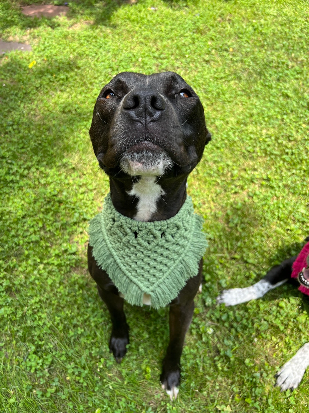 Macrame Dog Bandana, Boho Bandana, Dog Bandana, Handmade Dog Bandana ...