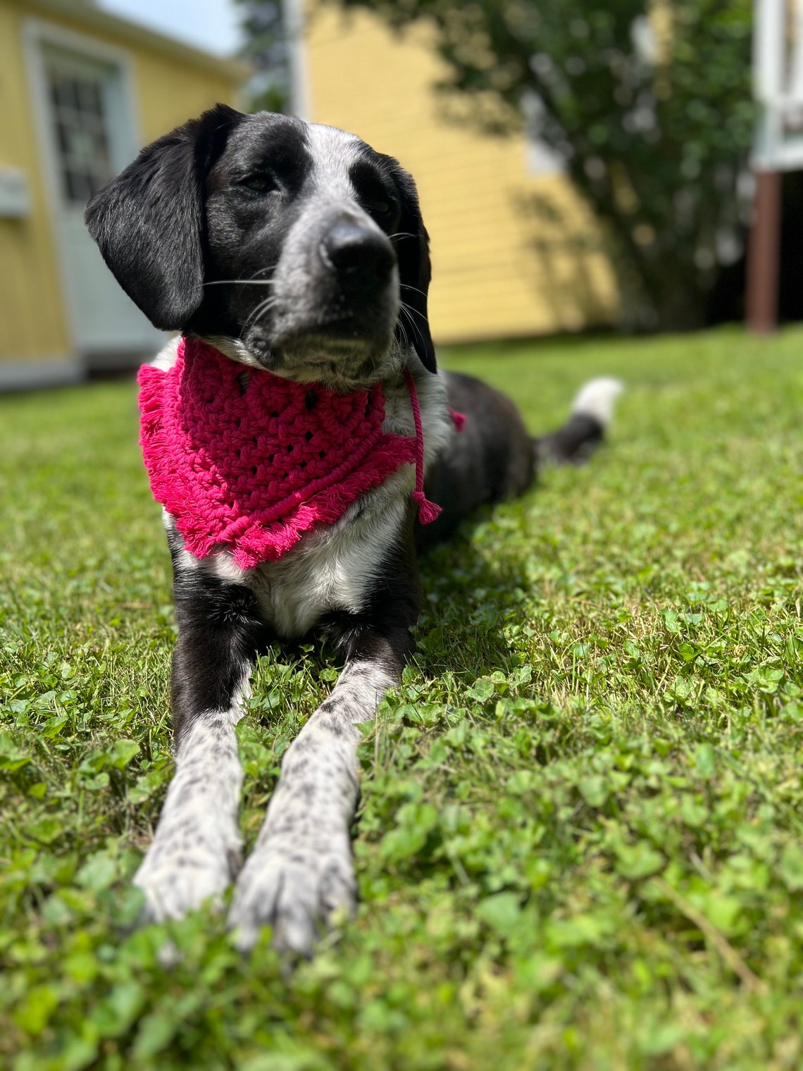 Macrame Dog Bandana, Boho Bandana, Dog Bandana, Handmade Dog Bandana ...