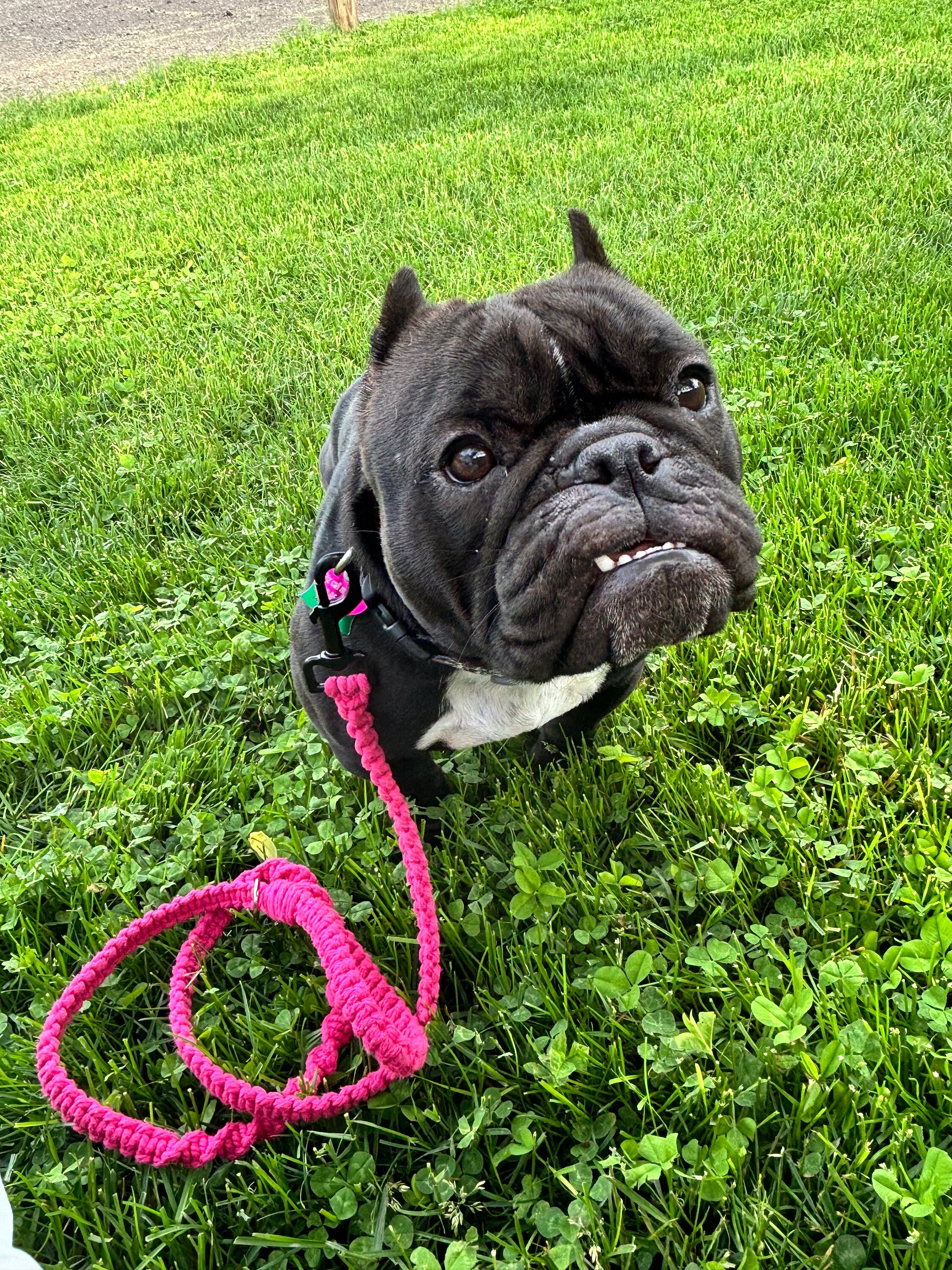 Personalized Macrame Dog Leash, Macrame Dog Leash, Macrame Dog Lead ...