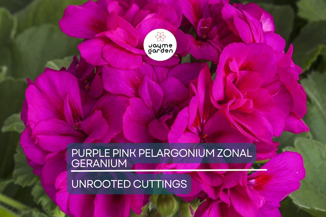 Purple Pink Pelargonium Zonal Geranium – 8 Fresh Live Starter Cuttings ...