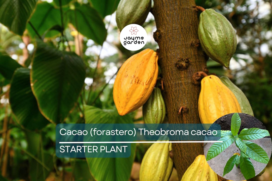 Cacao Tree Starter Plant – Live Tropical Fruit Tree (theobroma Cacao ...