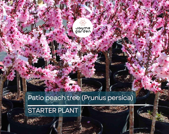 Patio Peach Tree Dwarf Prunus Persica Bare Root Seedling, 57 Tall ...