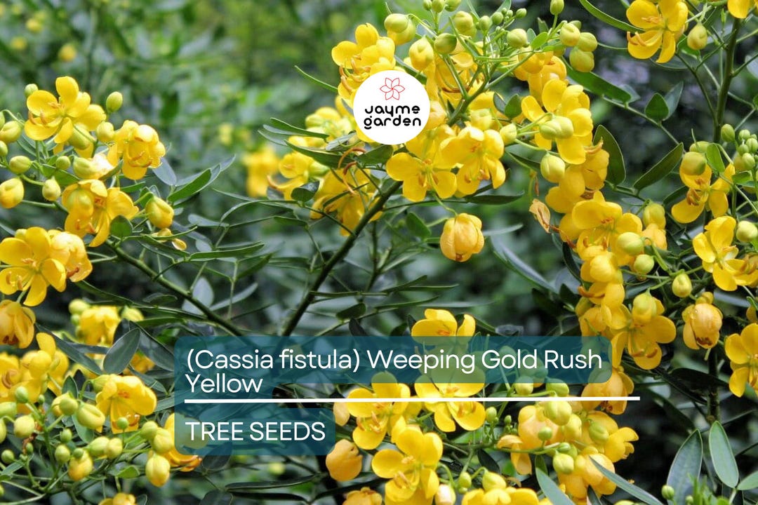 10 Golden Shower Tree cassia Fistula Seeds 30-40' Tall, Weeping Yellow Flowers, Fast Growing - Etsy