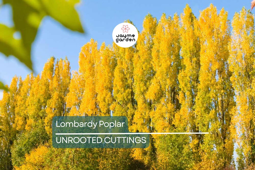 2 Lombardy Poplar Trees Live Cuttings - Rare, Fast-growing Privacy ...