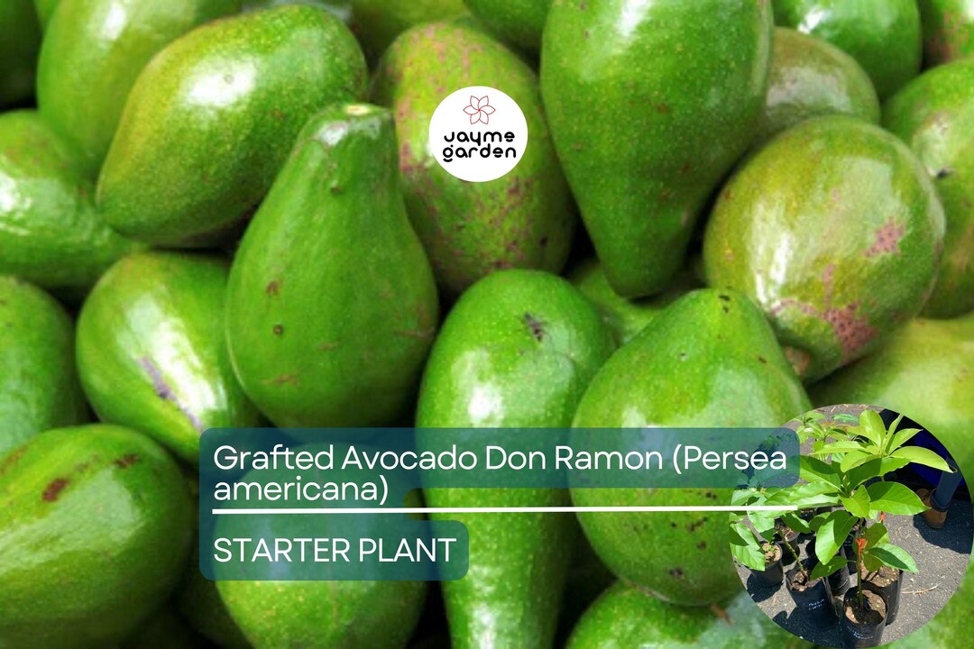 1 Grafted Don Ramon Avocado Tree Persea Americana Live Starter Plant 12 ...