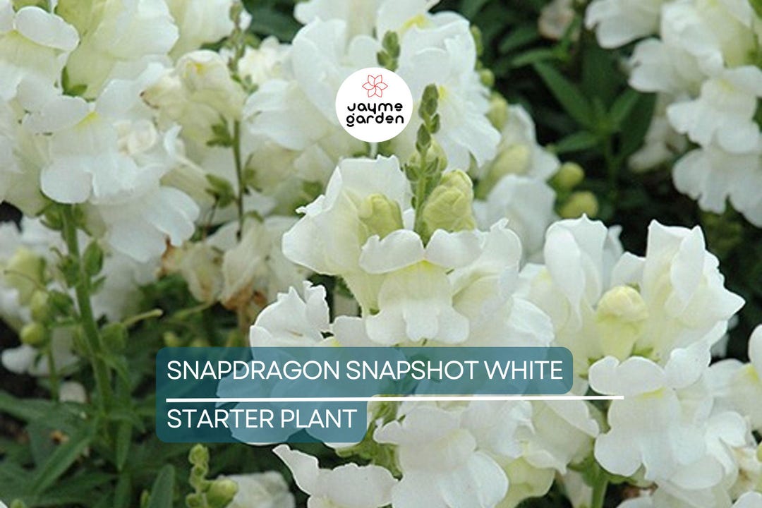 288 White Snapdragon Snapshot Live Plant Plugs Compact Garden Annuals ...