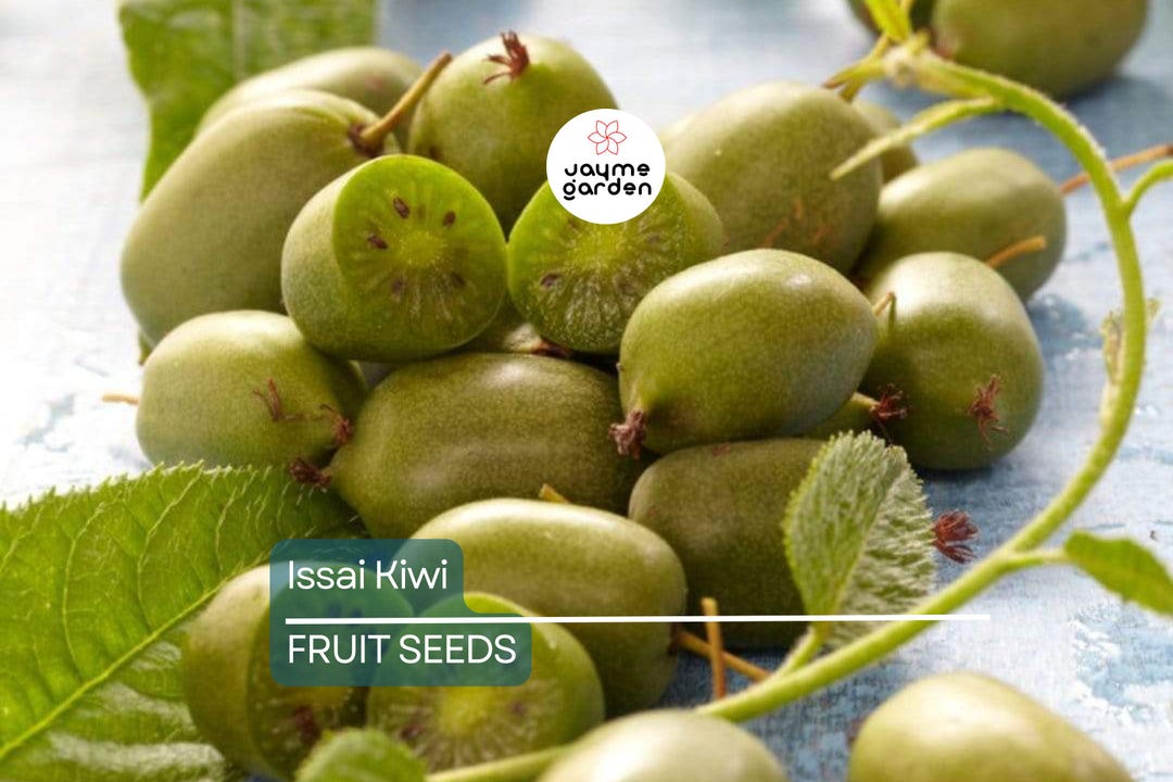 50 Issai Kiwi Seeds (actinidia Arguta) – Cold Hardy Arctic Grape Kiwi, Fast-growing Superfruit ...