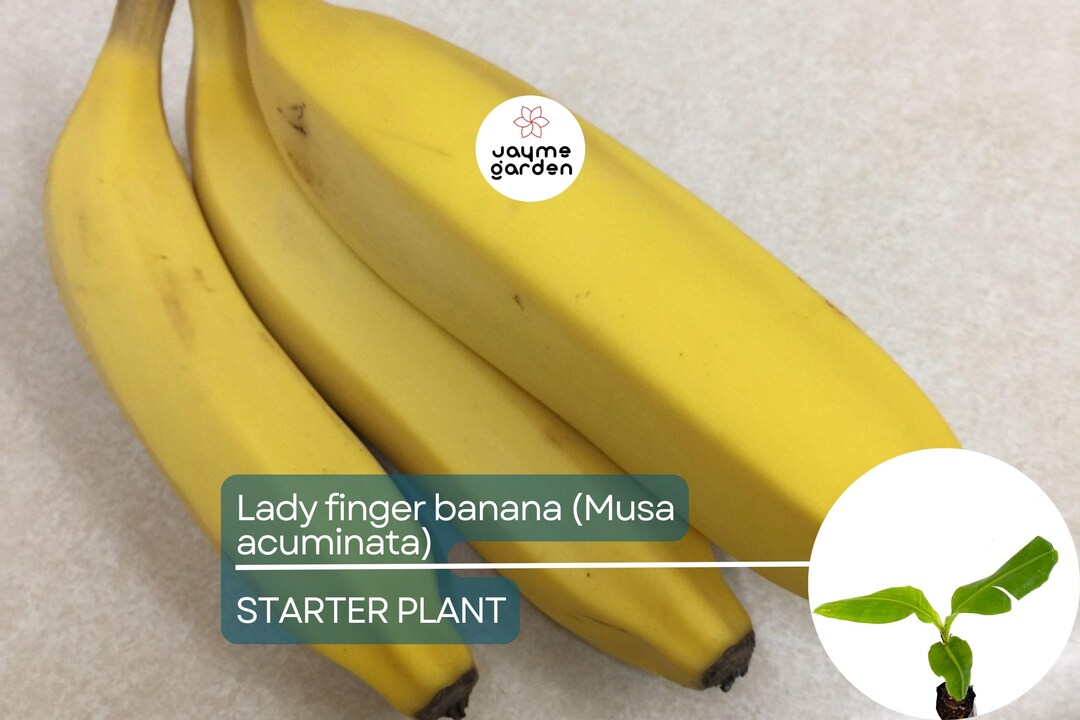 Lady Finger Banana Tree - Live Seedling 2’-3’ Tall | Sweet & Creamy ...