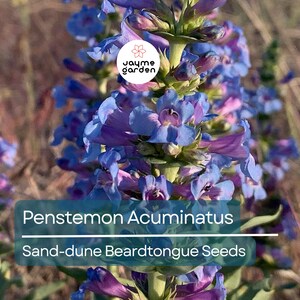 50 Seeds Penstemon Acuminatus Sand-dune Beardtongue for Planting Native ...