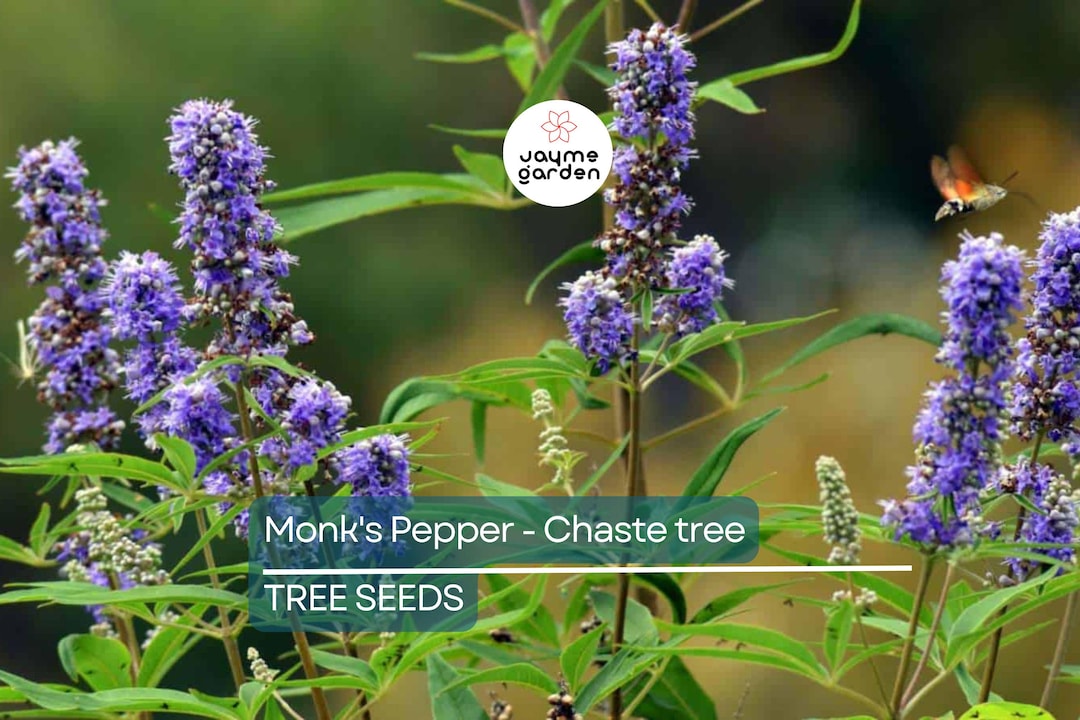 20 Chaste Tree Seeds – Vitex Agnus-castus, Hardy Lilac Flowers, Deer ...