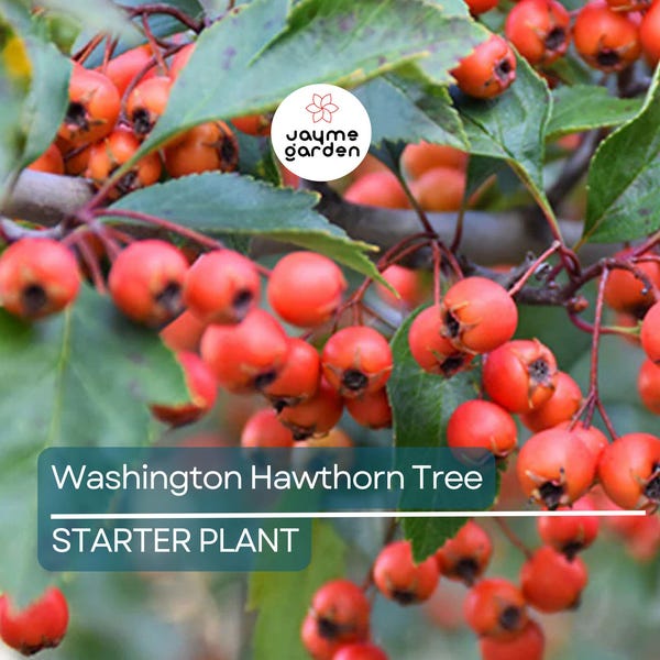 Washington Hawthorn - Etsy