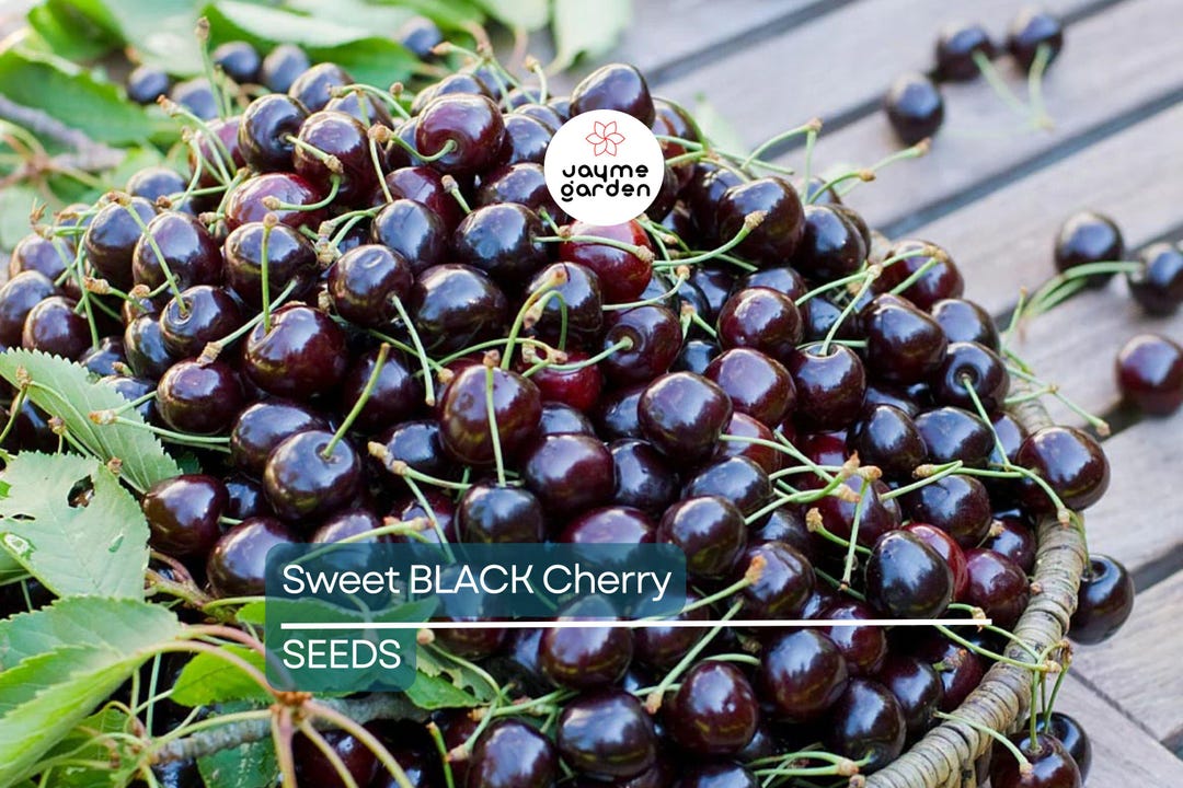 30 Fresh Black Cherry Tree Seeds - Sweet Fruit, Easy to Grow, Perfect ...