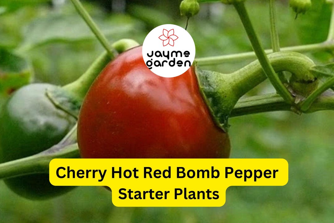 3 Cherry Hot Red (cherry Bomb) Pepper Starter Plants - Spicy & Sweet ...