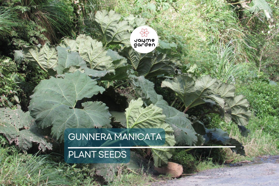 25 Gunnera Manicata Seeds - "dinosaur Food" Giant Hardy Plant ...