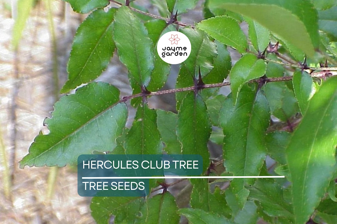 20 Hercules' Club Tree Seeds - Zanthoxylum Clava-herculis, Prickly Ash ...