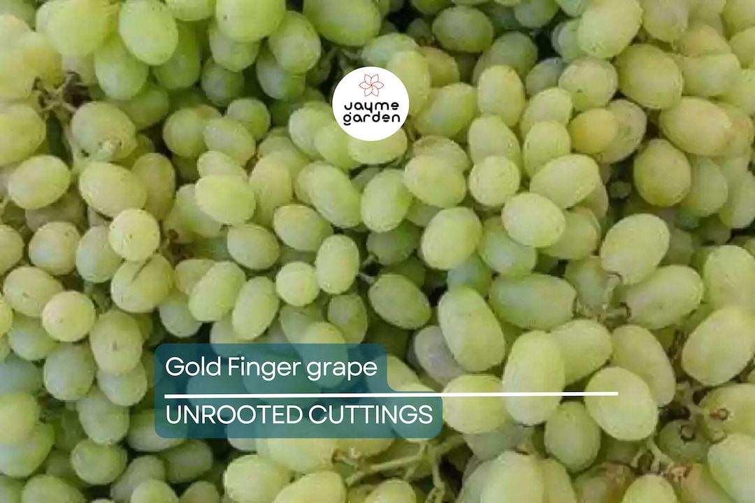 Gold Finger Grape Cuttings (2-3 Nodes) - Rare Exotic Variety, Sweet ...