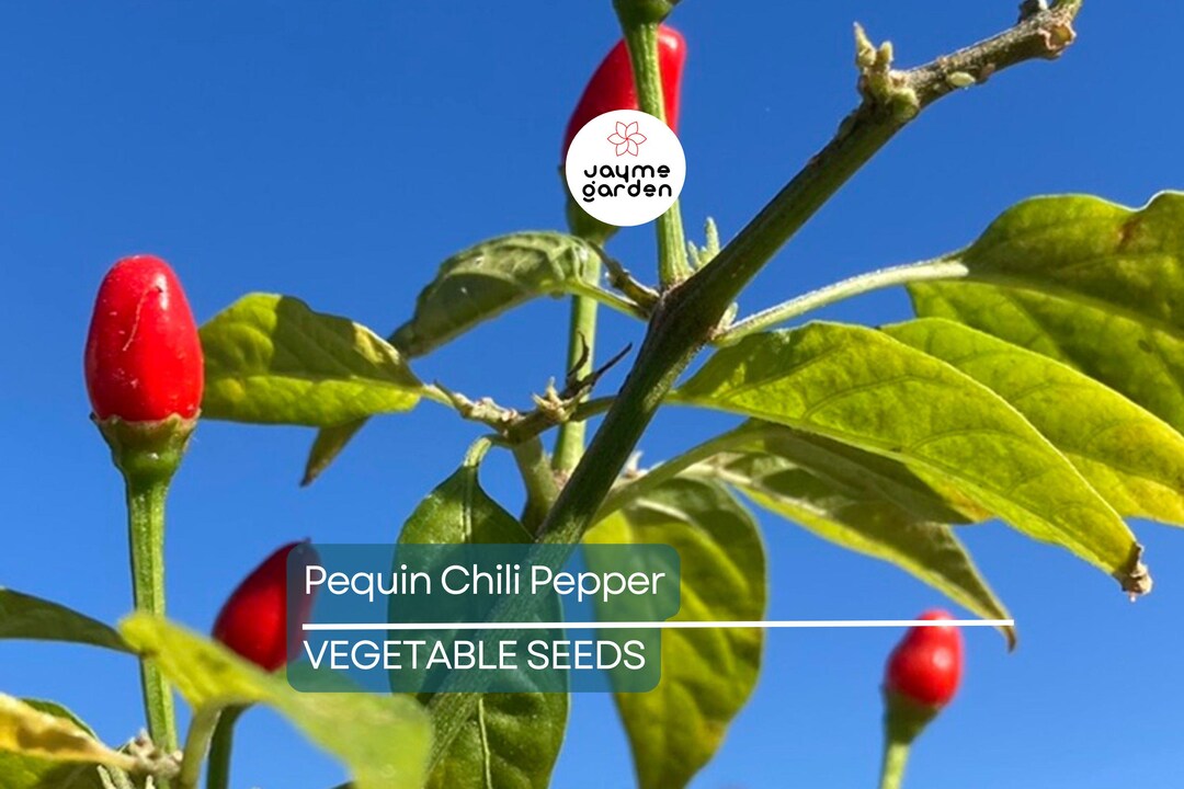 50+ Pequin Chili Pepper Seeds - 24" Hot Piquin Bird Pepper - NON-GMO ...