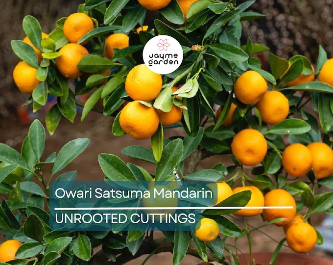 6 Owari Satsuma Mandarin Cuttings | Un-rooted, Seedless, Cold-hardy ...