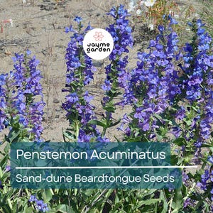 50 Seeds Penstemon Acuminatus Sand-dune Beardtongue for Planting Native ...