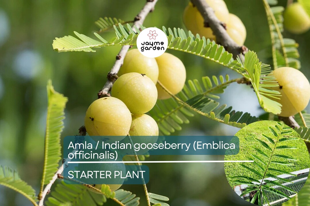 Amla Tree / Indian Gooseberry (emblica Officinalis) – Live 12”-24 ...