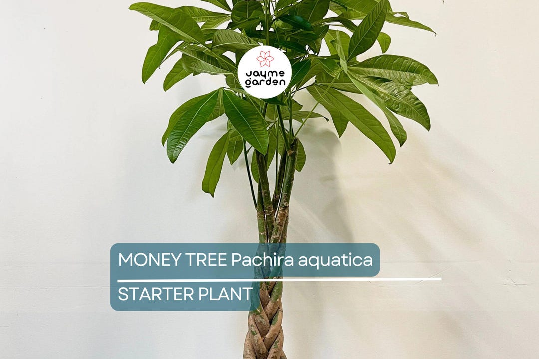 Money Tree Pachira Aquatica | Bonsai Seedling | Indoor Plant | 4 ...