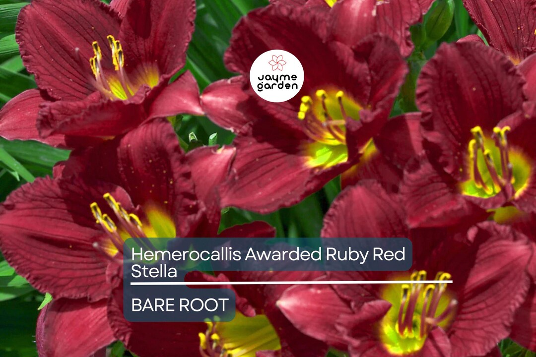 Ruby Stella Daylily Bare Root - Award-winning, Red Blooms, Re-blooming ...