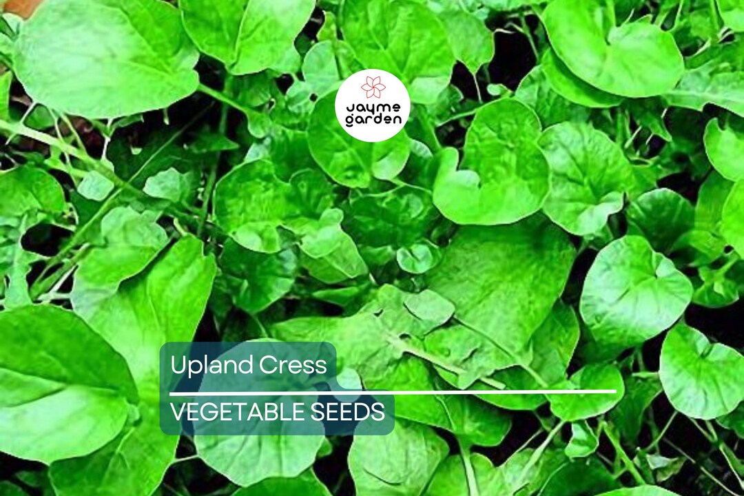 4000 Upland Cress Seeds – Early Cress, Creasy Greens, Heirloom, Non-gmo ...
