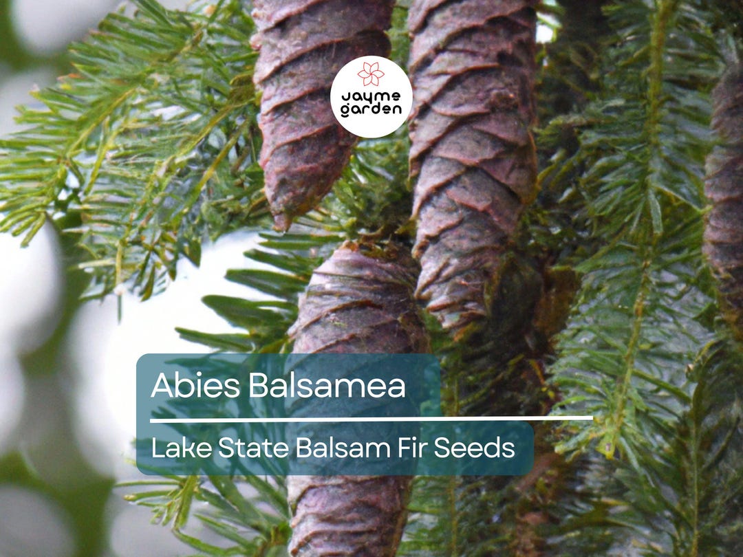 30 Seeds Abies Balsamea Lake State Balsam Fir Seeds for Planting Hardy ...