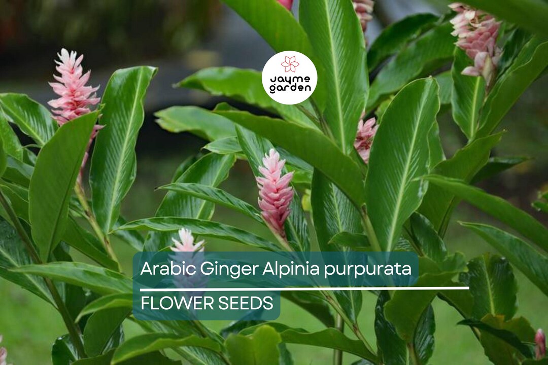 Arabic Ginger Alpinia Purpurata Root Rhizome - Fast-grow, Tropical ...