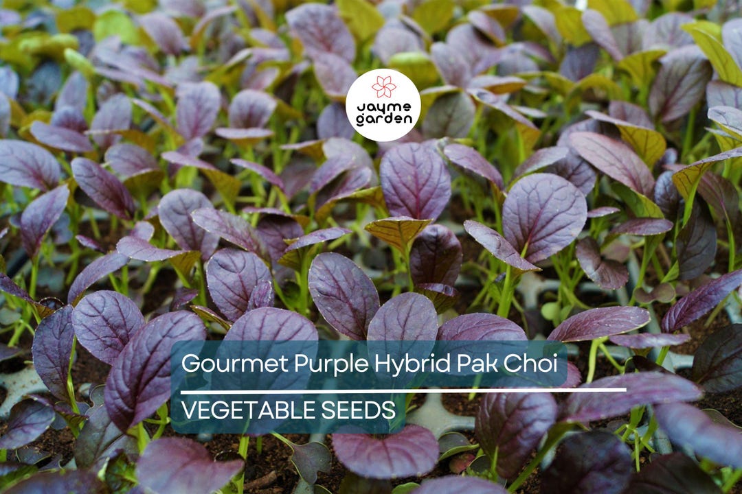 300 Gourmet Purple Hybrid Pak Choi Seeds - Bok Choi (brassica Rapa ...