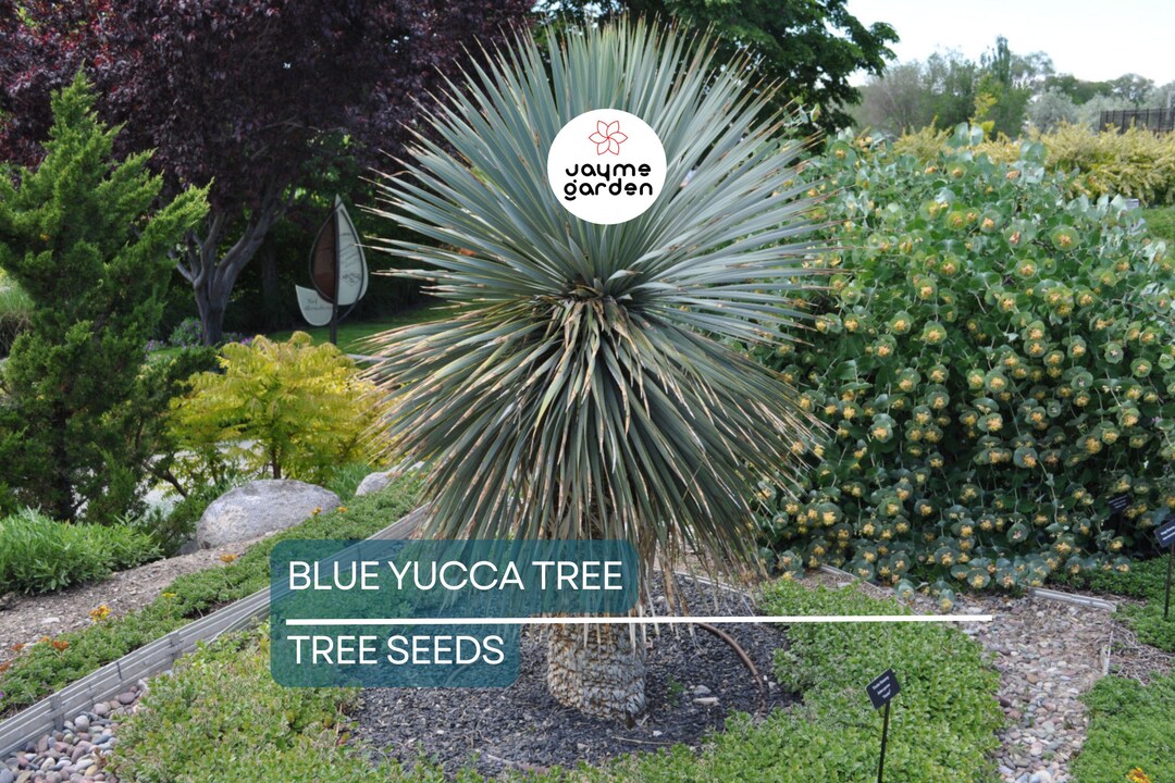 10 Blue Yucca Tree Seeds (yucca Rigida) – Cold Hardy, Rare Agave-like ...
