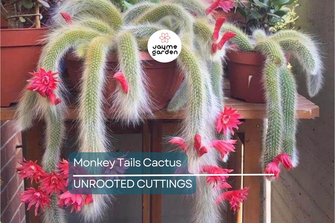 Monkey Tails Cactus 5” Top Cutting – Unique and Rare Cactus for Your ...
