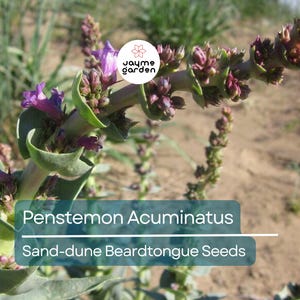 50 Seeds Penstemon Acuminatus Sand-dune Beardtongue for Planting Native ...