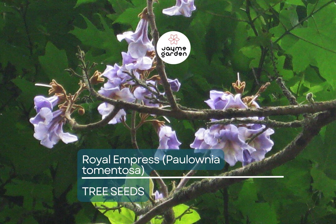 50 Royal Empress Tree Seeds - Fastest Growing Tree - Lavender Flowers ...