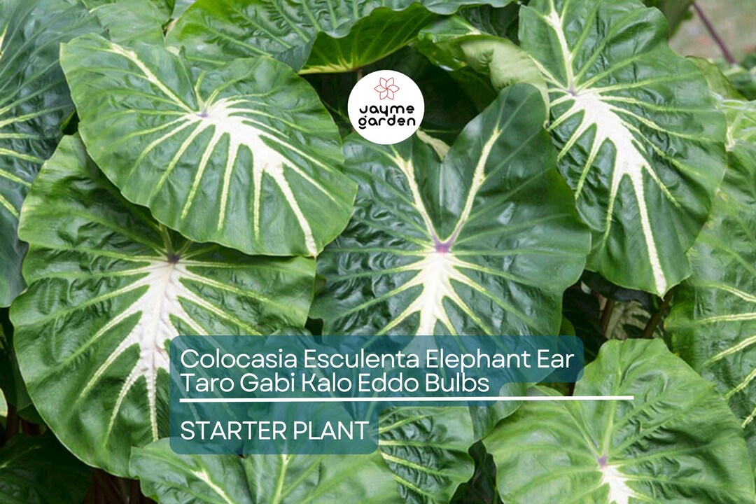 15 Colocasia Esculenta Bulbs - Elephant Ear Taro, Gabi, Kalo, Eddo ...
